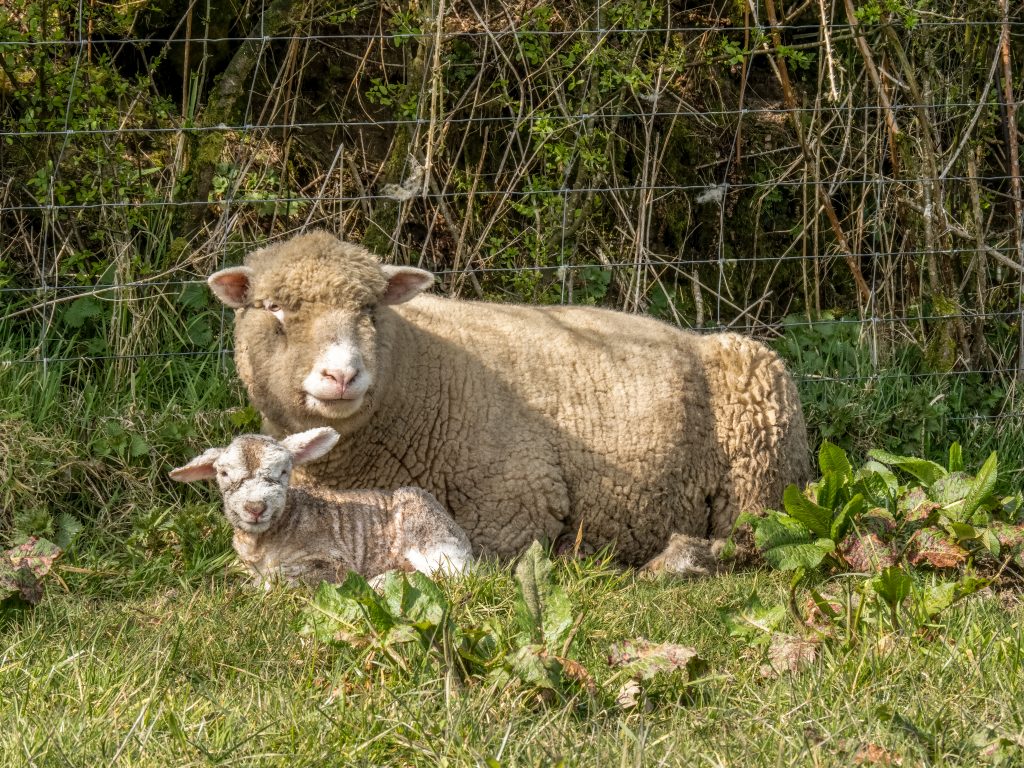 Sheep Breeds for Fiber, Meat, or Dairy - Countryside